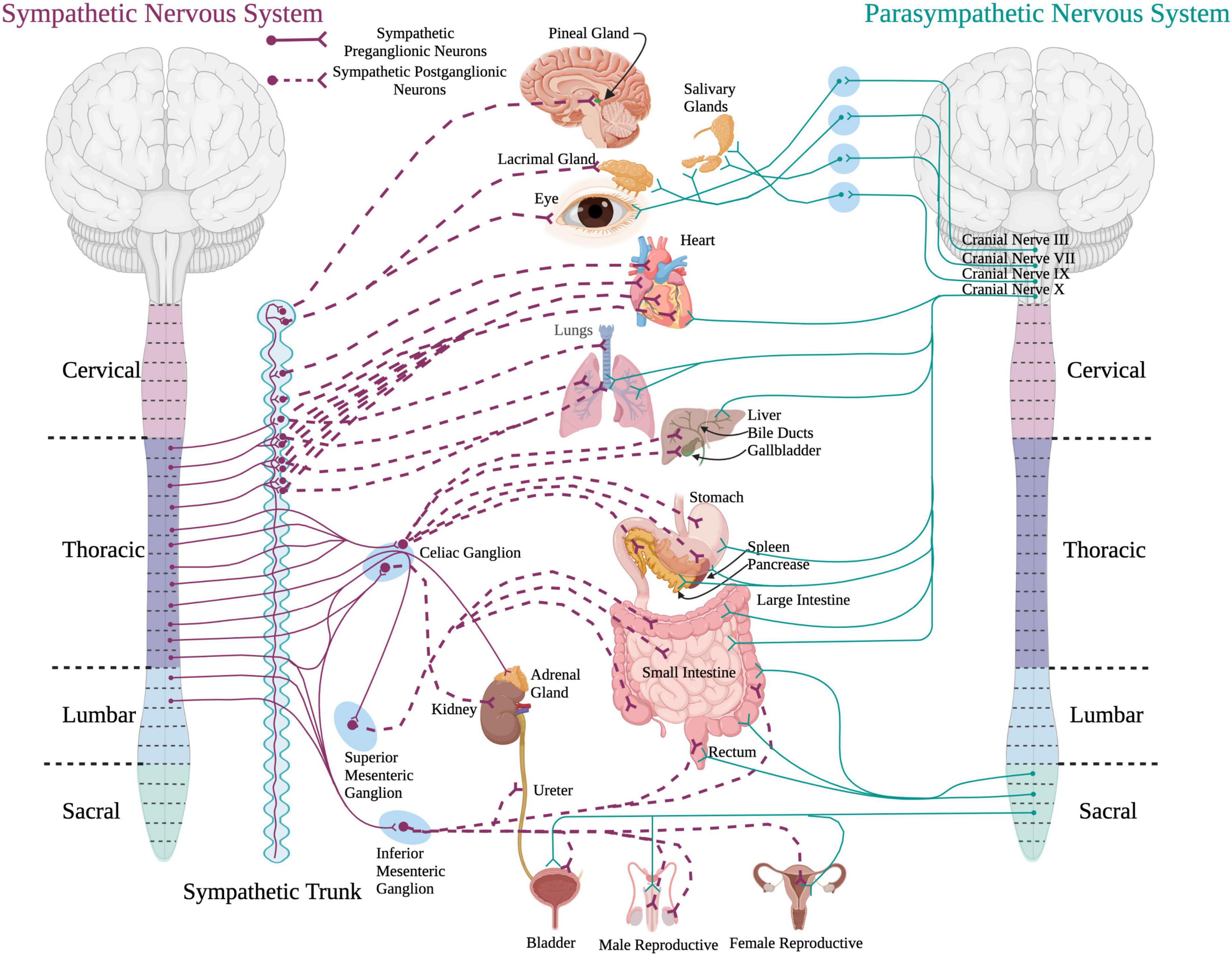 Parasympathetic Pathway